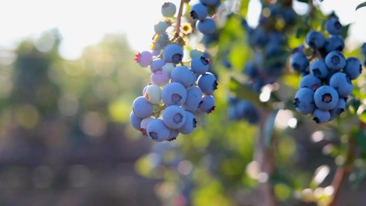 Wholesale Frozen Food Supplier | Food wholesaler | MB Global Foods